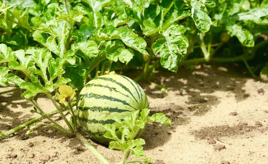 County Maps | Crisp County