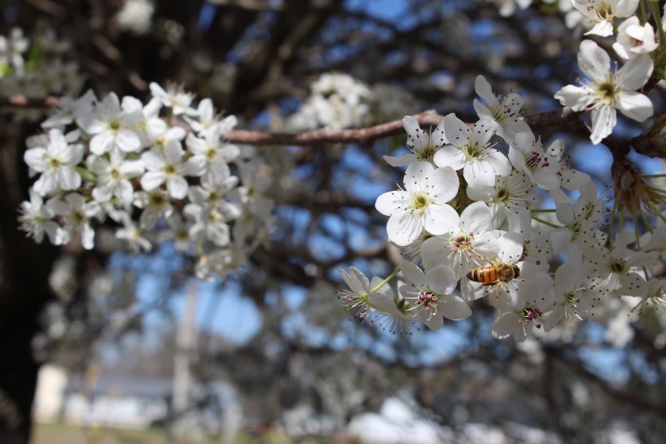 Directory | Crisp County